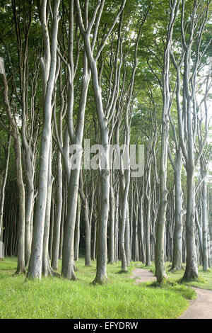 Geisterwald forest in Nienhagen, Mecklenburg-Western Pomerania, Germany ...