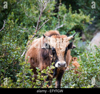 cow in corsica Stock Photo - Alamy