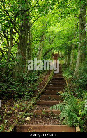 Woodland path with steps through trees with dappled sunlight Stock ...