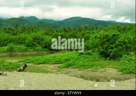 Rain Forest, Sibuyan Island, Philippines Stock Photo - Alamy