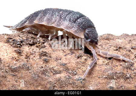 Rough woodlouse (Porcellio scaber). Terrestrial crustacean in the ...