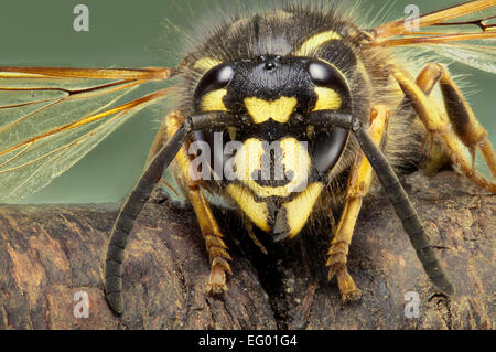 Close up of common wasp Vespula vulgaris face on macro of common wasp ...