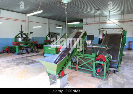Tea production at the tea factory of the Seychelles Trading Company on ...