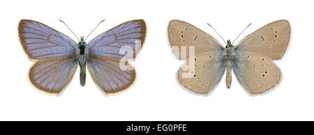 Mazarine Blue (Cyaniris semiargus) butterfly Stock Photo - Alamy