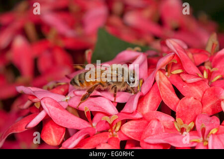 Asiatic Honey Bee - Apis cerana Stock Photo - Alamy