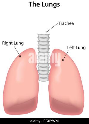 The Lungs Labeled Stock Vector Image & Art - Alamy