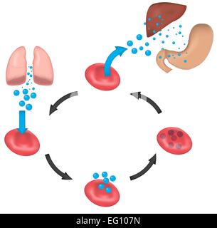 Oxygen Transport Cycle from Lungs to Organs Labeled Stock Photo - Alamy