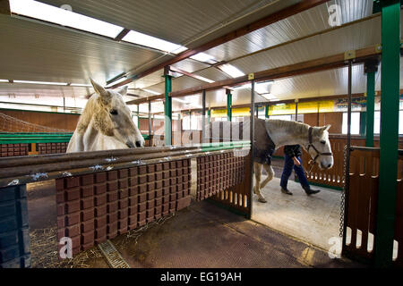 Italy, Bollate prison, riding horses Stock Photo - Alamy