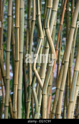 Yellow-grooved bamboo (Phyllostachys aureosulcata fo aureocaulis ...
