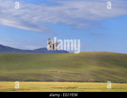 Hawk in Mongolian steppe, Mongolia Stock Photo: 238853010 - Alamy