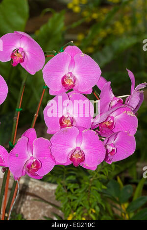 Tropical Orchid (disa cardinalis Stock Photo - Alamy