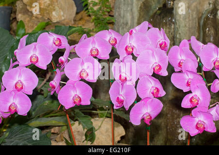 Tropical Orchid (disa cardinalis Stock Photo - Alamy