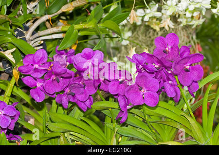 Tropical Orchid (disa cardinalis Stock Photo - Alamy