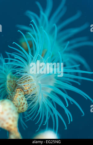 Gorgonian Wrapper on Sea Whip, Nemanthus annamensis, Ari Atoll ...