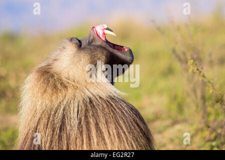 Yawning male gelada baboon displaying its teeth and gums Stock Photo ...
