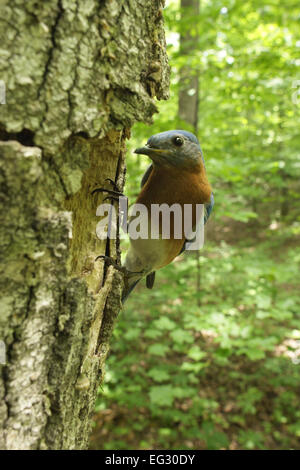 Eastern Bluebird perched at Nest Vertical Bird Ornithology Science ...