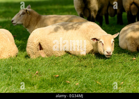 portrait of a resting sheep at Romney Marsh, Kent Stock Photo - Alamy