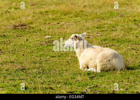 portrait of a resting sheep at Romney Marsh, Kent Stock Photo - Alamy