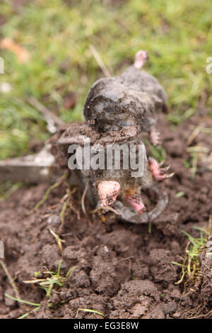 Dead Mole caught in a mole trap that had been placed in his underground ...
