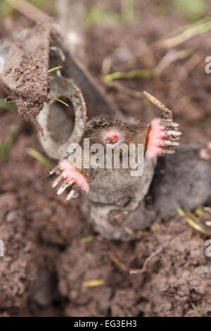 Dead Mole caught in a mole trap that had been placed in his underground ...