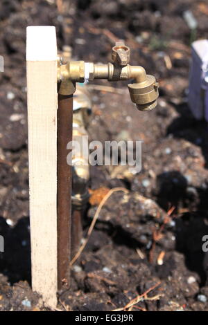 Outside water tap on an allotment or community garden with poppies ...