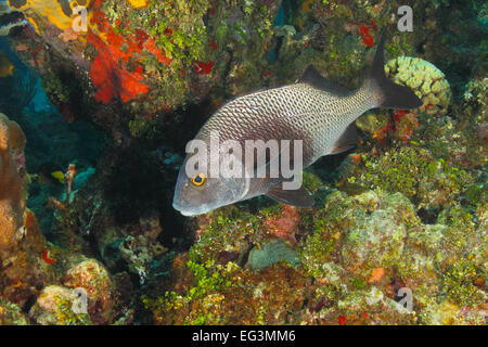 Black margate fish (Anisotremus surinamensis) Hol Chan Marine Reserve ...