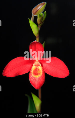 Phragmipedium Jason Fischer, hybrid orchid Stock Photo - Alamy