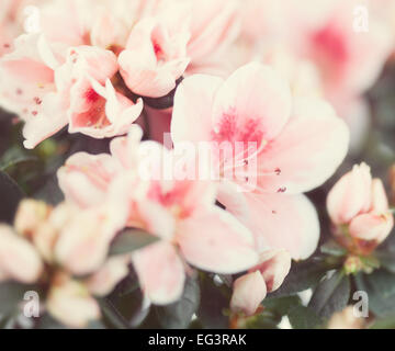 Blossoming cream-white azalea close up Stock Photo - Alamy