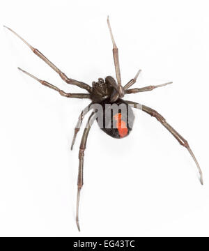 Redback Spider, Australia Stock Photo - Alamy