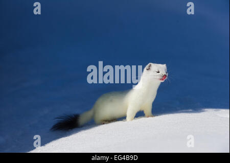 stoat stoats mustelid mustelids carnivore carnivores mammal mammals ...