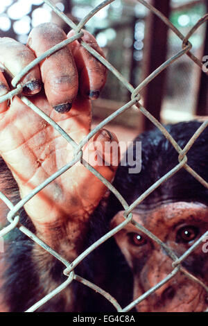 Close up of foot of Chimpanzee {Pan troglodytes} opposable toe Stock ...
