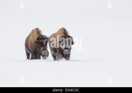 American Bison (Bison bison) walking through deep snow, Yellowstone ...