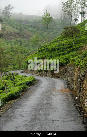 Lipton tea estate, near Lipton's peak, Sri Lanka Stock Photo - Alamy