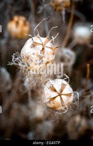 Nigella hispanica. Love-in-a-mist dried seed pods Stock Photo - Alamy