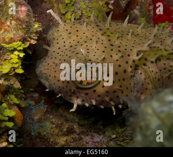 Underwater marine life, Bridled Burrfish, Chilomycterus antennatus ...
