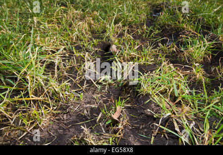Turf pest by Meadow Mice: runways and hole of Common vole Stock Photo ...