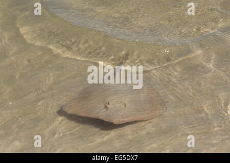 A photograph of a Common Stingaree in Lake Macquarie, NSW, Australia ...