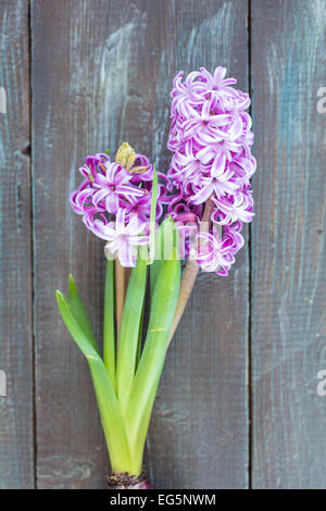 Hyacinth flowers on wooden background. Spring time Stock Photo - Alamy