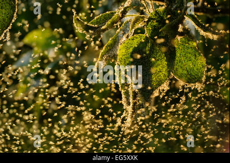 winged aphid (Hemiptera: Aphidoidea Stock Photo: 24312701 - Alamy