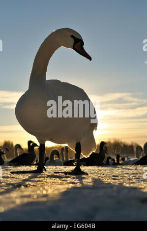 Mute Swans standing on ice Stock Photo - Alamy