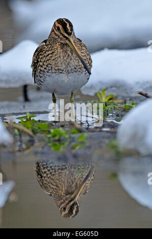 Snipe in shallow water looking for a meal Stock Photo - Alamy