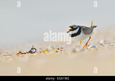 RINGED PLOVER Charadrius hiaticula Broken wing display to protect young ...