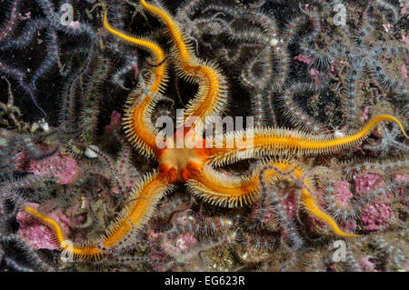 Common brittlestars (Ophiothrix fragilis) on sea bed, Scotland Stock ...