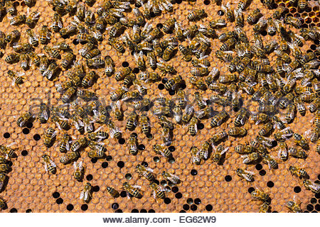 Bees on a brood comb with capped cells of the worker bees. Nine days ...