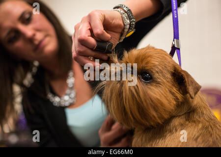 Dogs are groomed in the benching area during the 149th Westminster ...