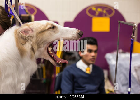 Dogs are groomed in the benching area during the 149th Westminster ...