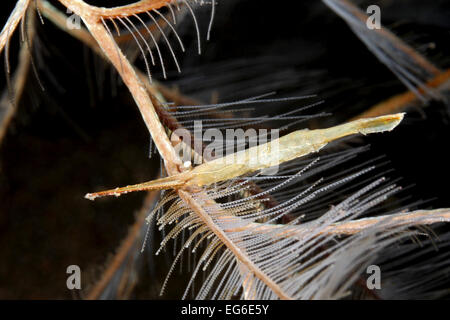 Ocellated Tozeuma Shrimp (Tozeuma lanceolatum) with eggs. Picture was ...