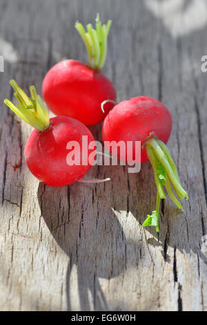 Vibrant red radishes with fresh green leaves arranged on dark textured ...