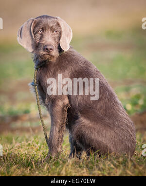 A large hunting dog is sitting and waiting for the next command. German ...