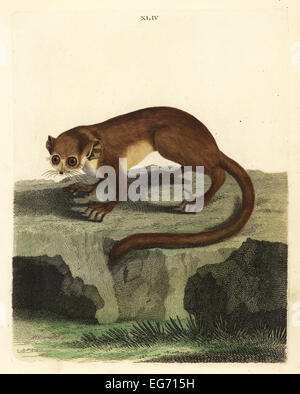 Gray mouse lemur, Microcebus murinus. Murine lemur, Lemur murinus ...
